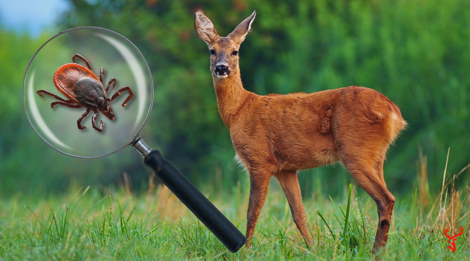 A Comprehensive Guide to Understanding and Guarding Against Deer Ticks – ZeroDeer.com